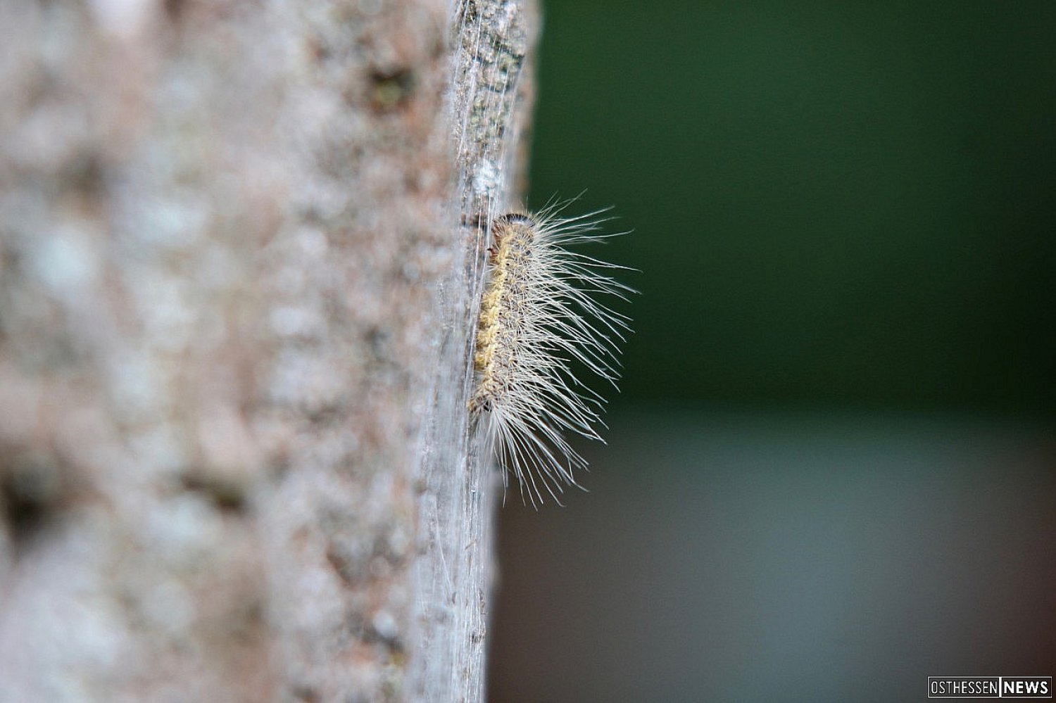 Gefährliche Raupen: Eichenprozessionsspinner breitet sich wieder aus