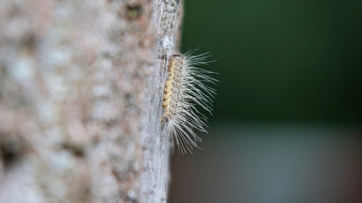 Gefährliche Raupen: Eichenprozessionsspinner breitet sich wieder aus