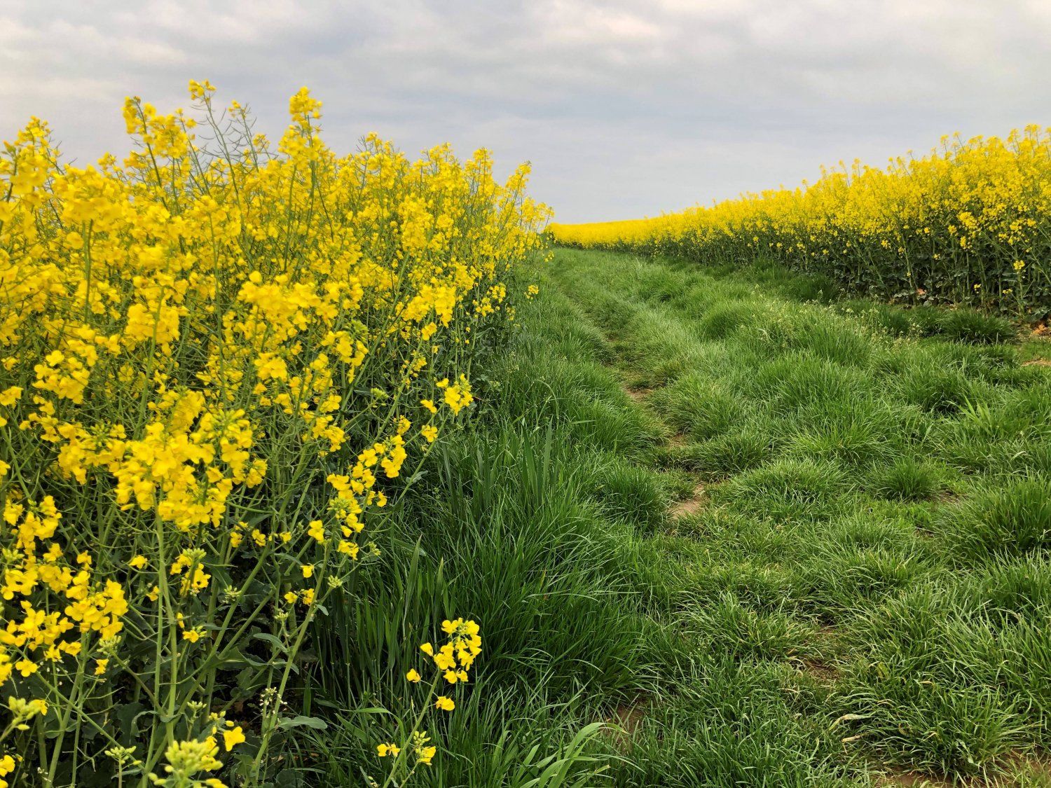 Rapsanbau im MKK: Landwirte und Imker "brauchen sich gegenseitig"