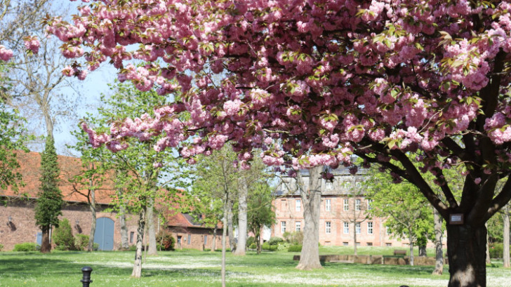Schlosspark & Kinzigsee: Das ist Langenselbolds idyllische Seite